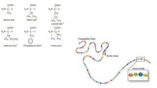 Biology Unit 1 Notes: Biomolecules | PPTX