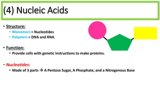 Biology Unit 1 Notes: Biomolecules | PPTX