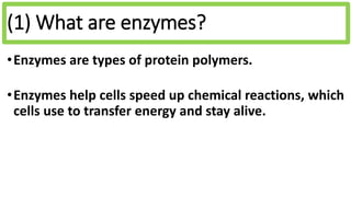 Biology Unit 1 Notes: Enzymes | PPTX