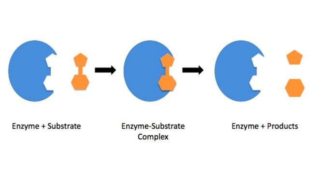 Biology Unit 1 Notes: Enzymes