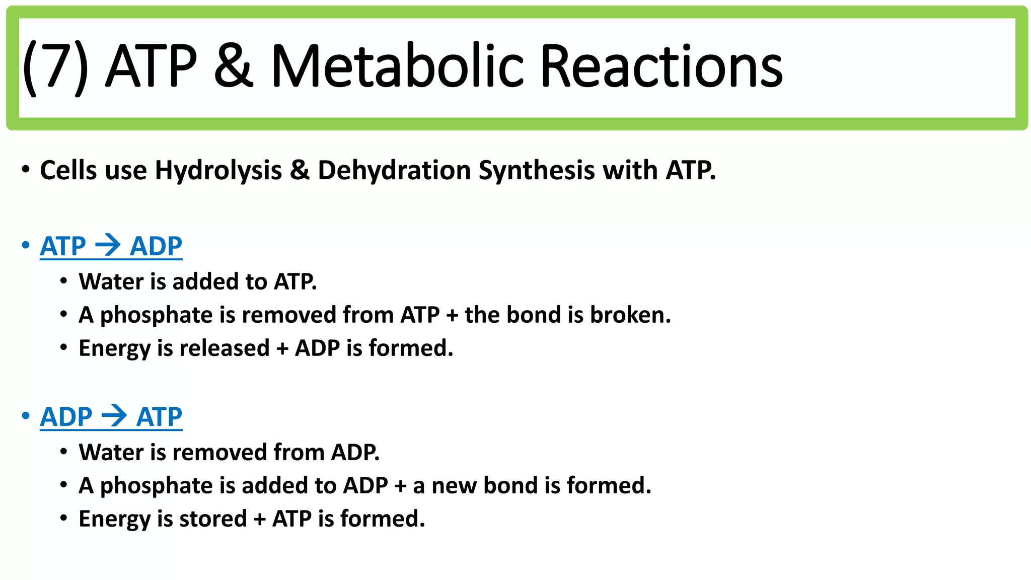 Biology Unit 1 Notes: Metabolism, Energy & Homeostasis | PPTX