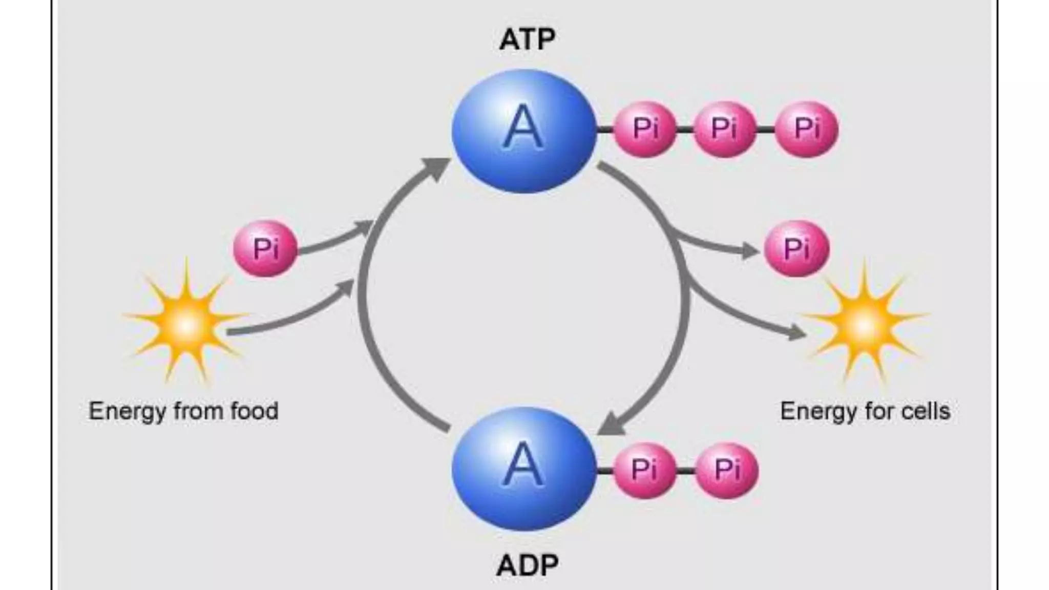 Biology Unit 1 Notes: Metabolism, Energy & Homeostasis | PPTX