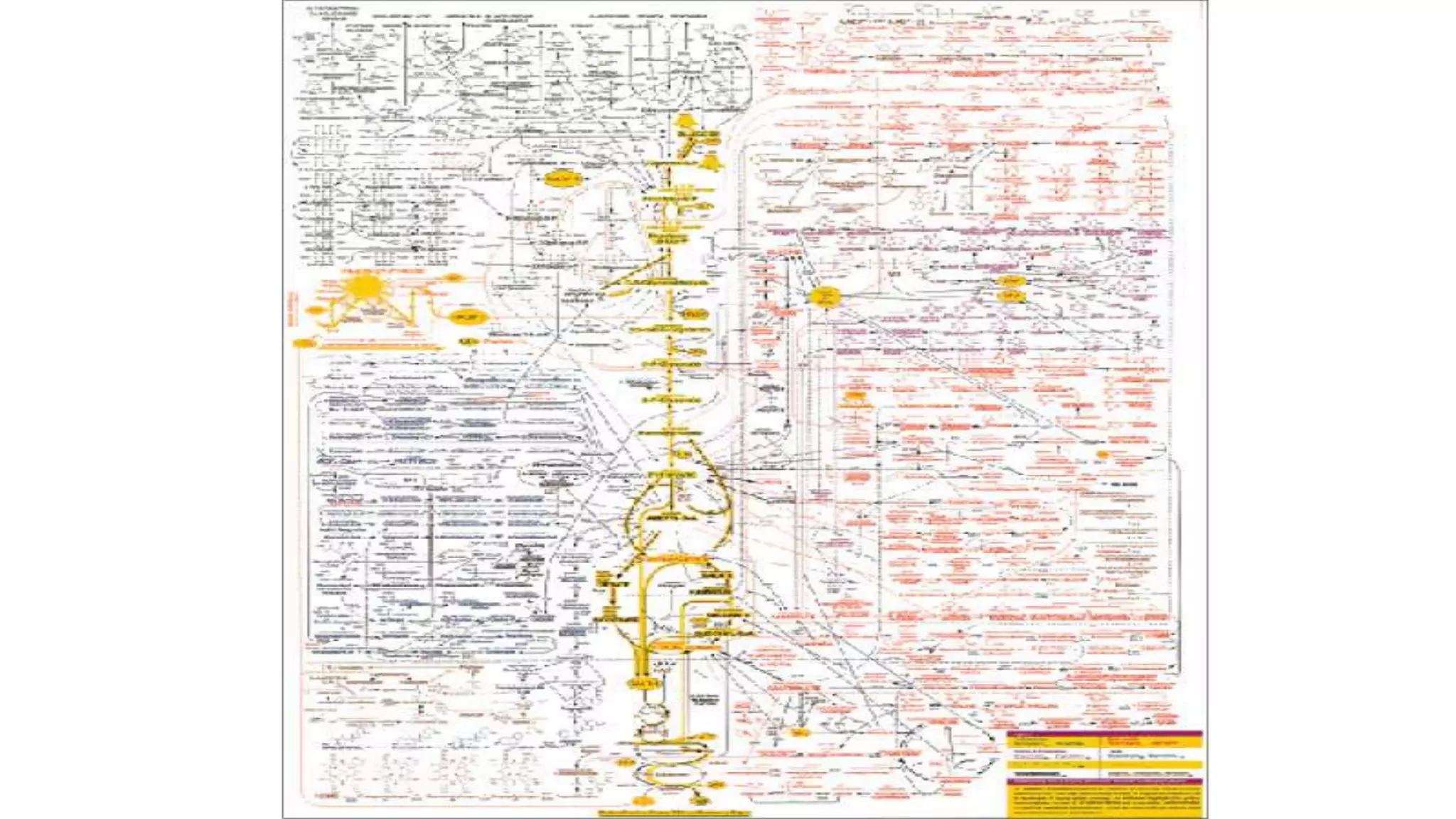 Biology Unit 1 Notes: Metabolism, Energy & Homeostasis | PPTX