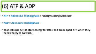 Biology Unit 1 Notes: Metabolism, Energy & Homeostasis | PPTX