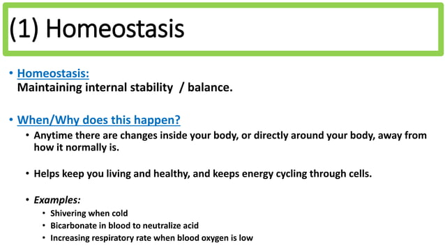 Biology Unit 1 Notes: Metabolism, Energy & Homeostasis | PPTX