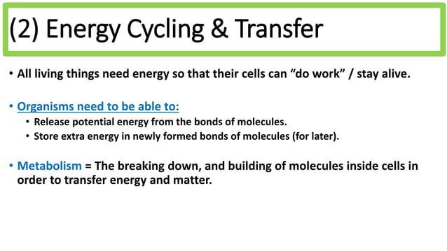 Biology Unit 1 Notes: Metabolism, Energy & Homeostasis | PPTX