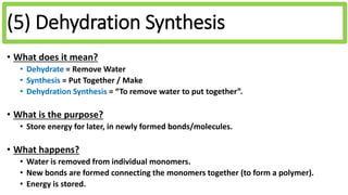 Biology Unit 1 Notes: Metabolism, Energy & Homeostasis | PPTX