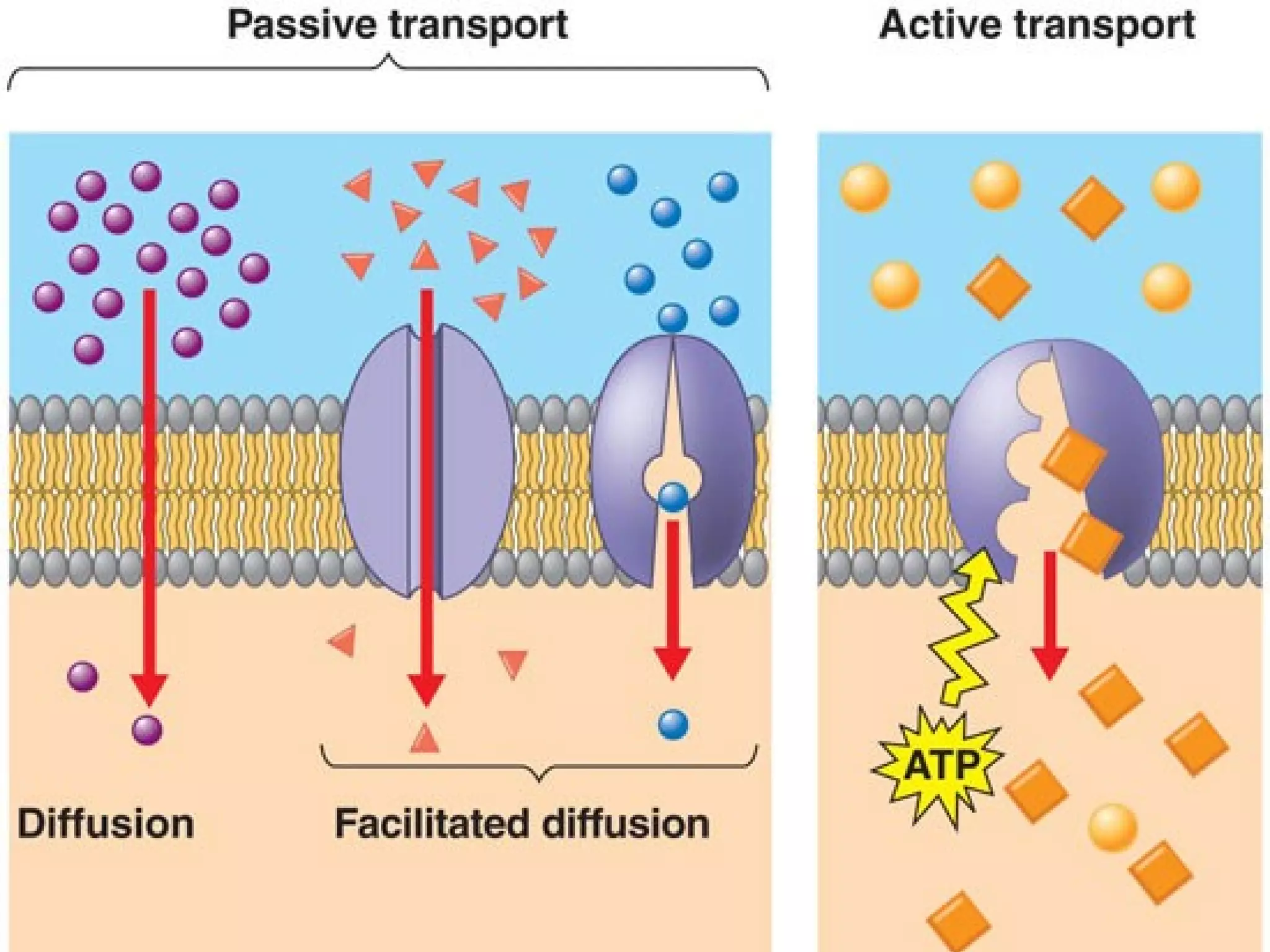 Biology unit 2 cells cell membrane transport notes | PPT