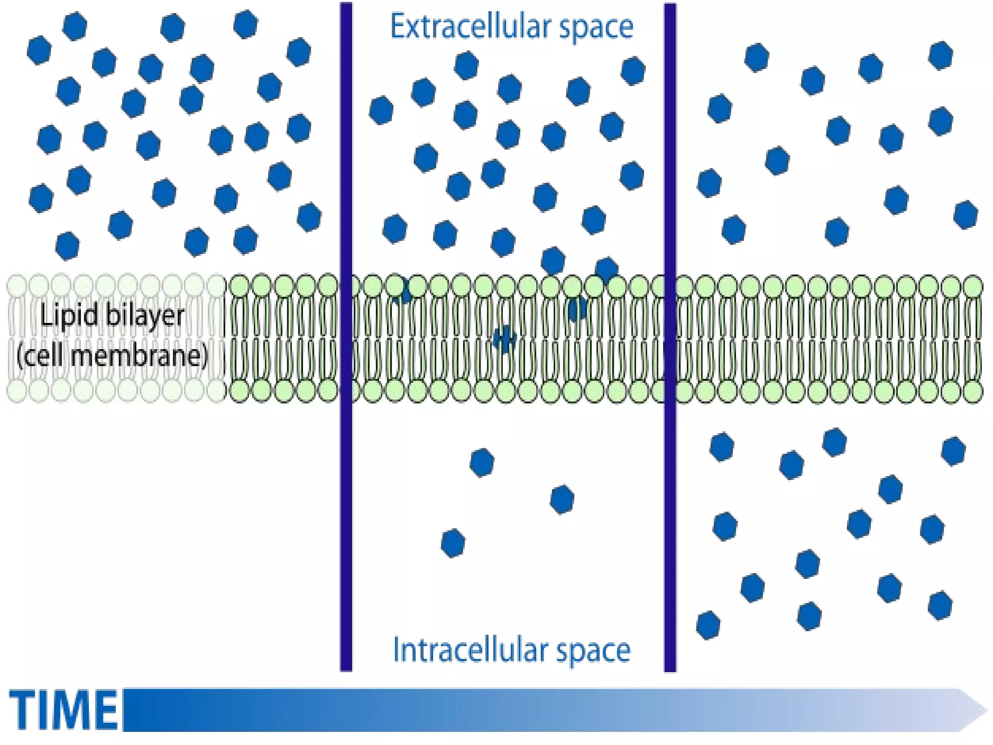 Biology Unit 2 Notes: Cell Membrane Transport | PPT