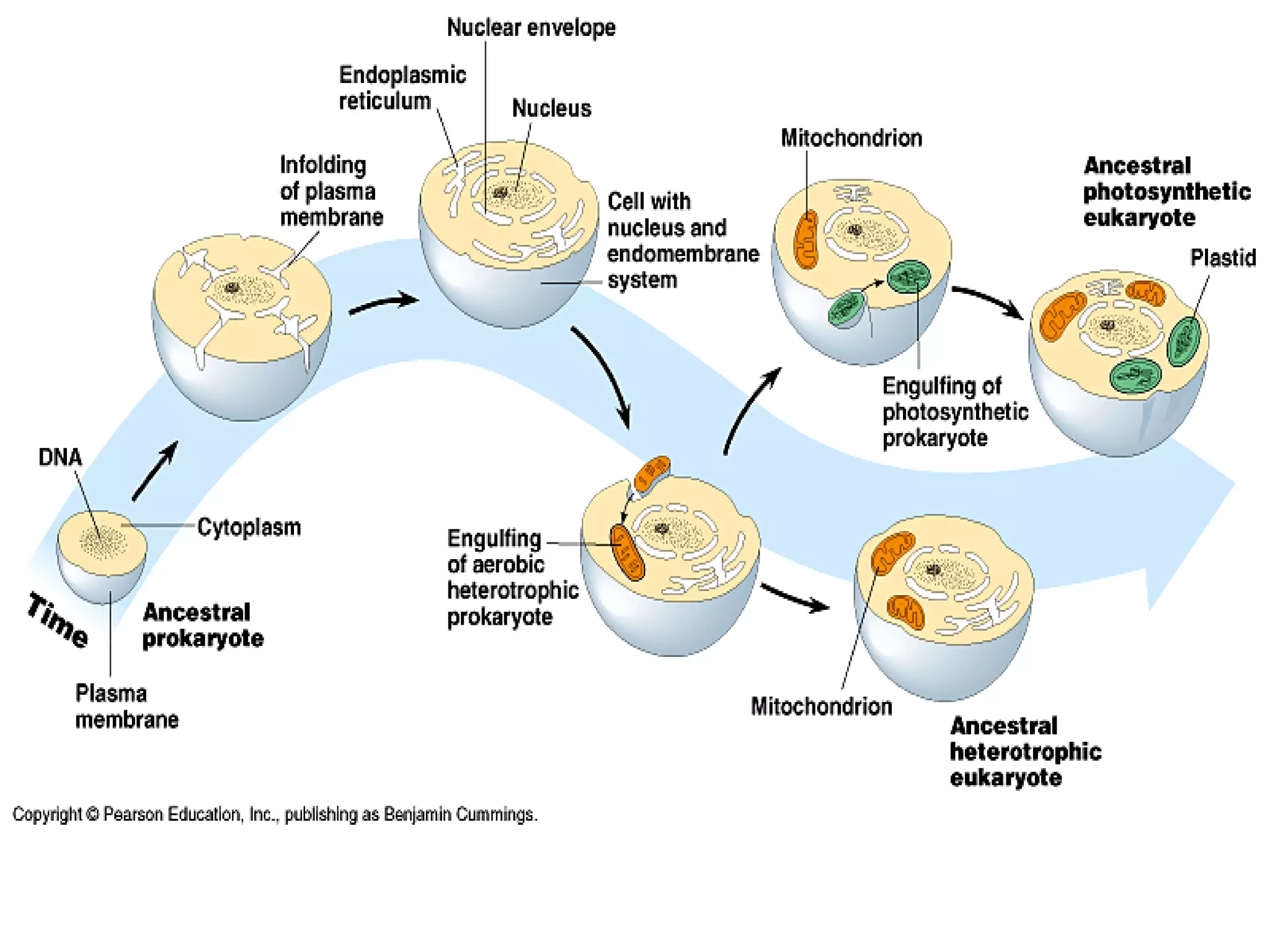 Biology Unit 2 Notes: The Endosymbiotic Theory | PPT | Biological ...