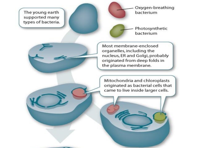 Biology Unit 2 Notes: The Endosymbiotic Theory