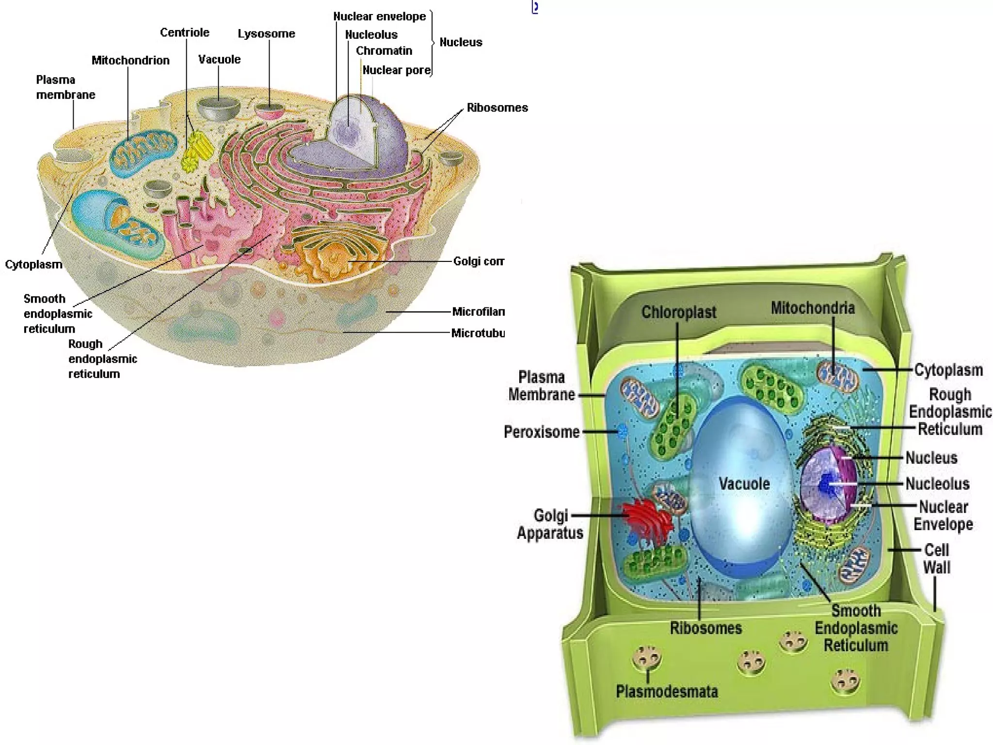 Biology unit 2 cells plant and animal cell notes | PPT