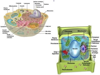 Biology unit 2 cells plant and animal cell notes | PPT | Biological ...