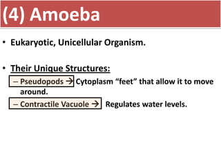 Biology unit 2 cells types of cells notes | PPTX | Biological Sciences ...