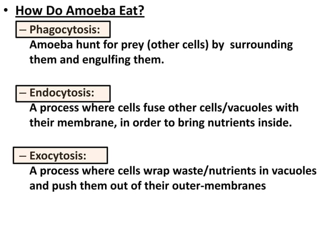 Biology unit 2 cells types of cells notes | PPTX | Biological Sciences ...