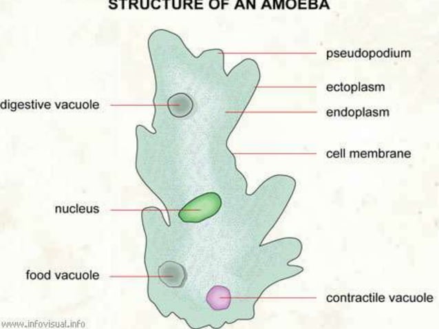 Biology unit 2 cells types of cells notes | PPTX | Biological Sciences ...