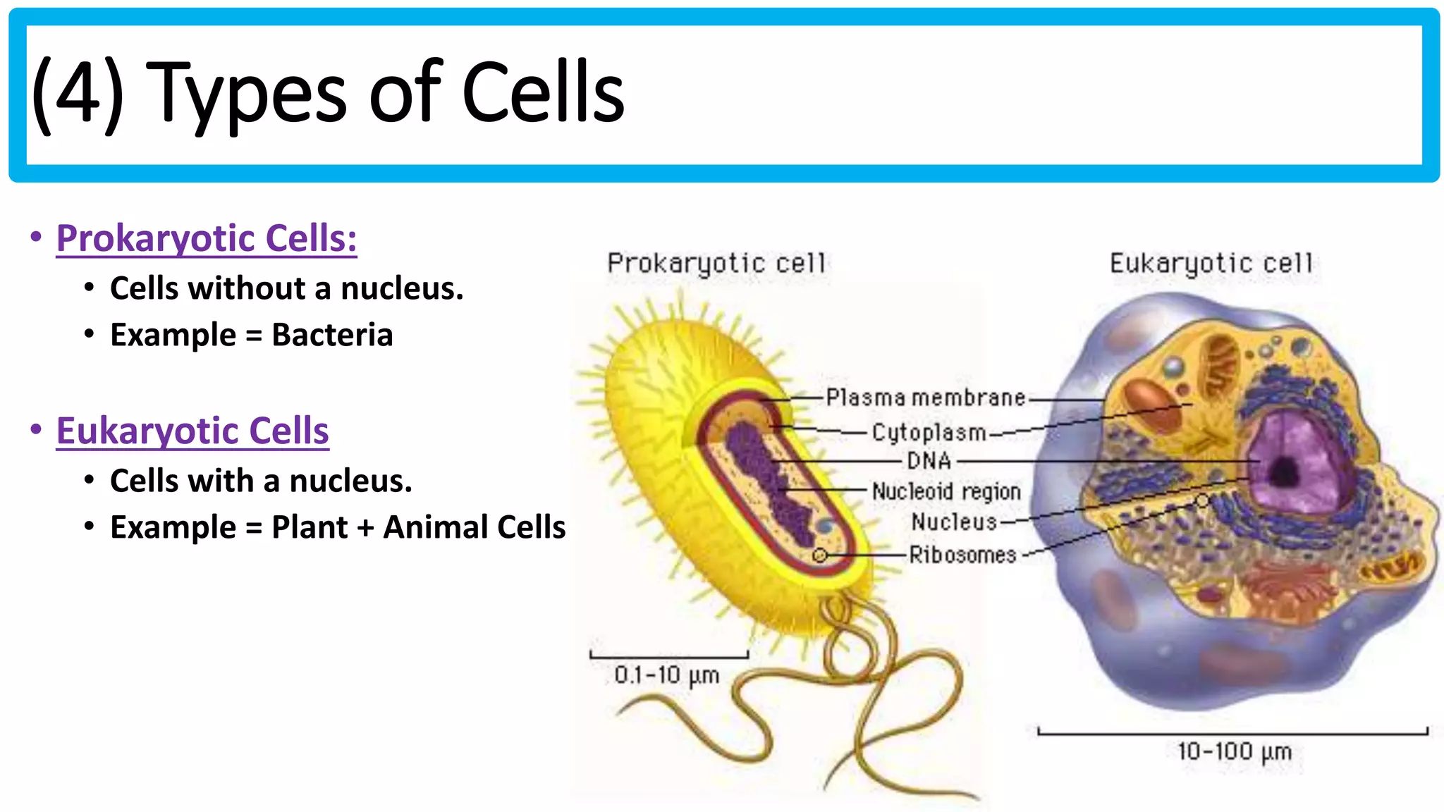 Biology Unit 2 Notes: Cells | PPTX | Biological Sciences | Science