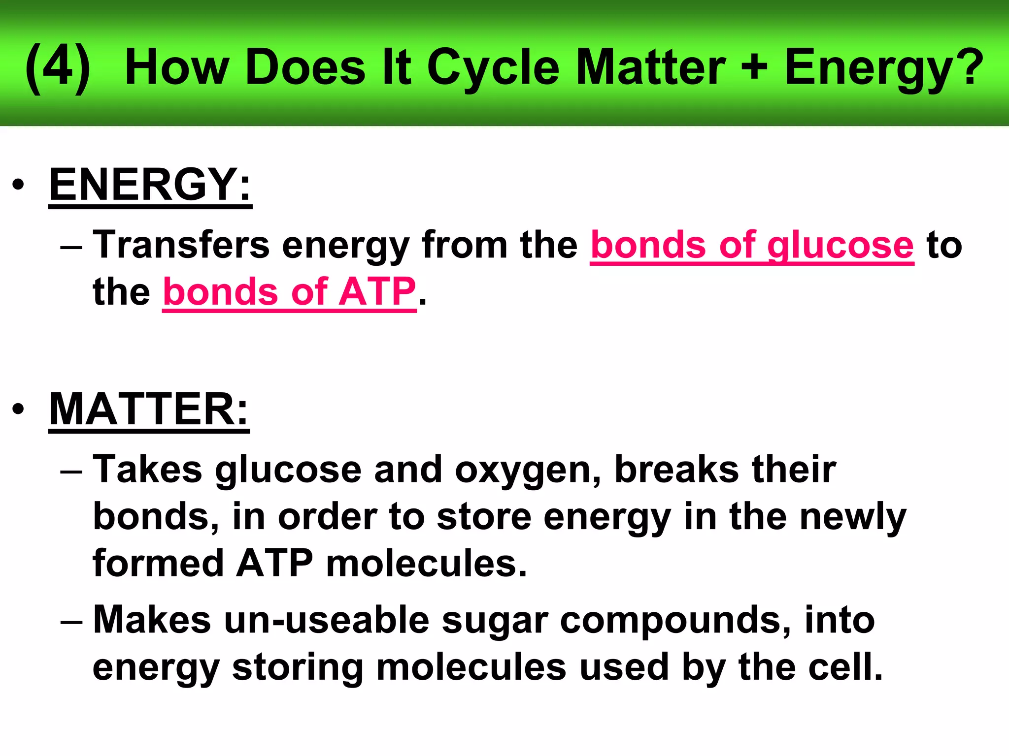 Biology unit 3 cell energy cellular respiration notes | PPT