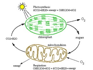 Biology unit 3 cell energy cellular respiration notes | PPT