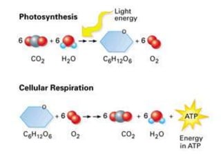 Cellular Respiration Reactants And Products Diagram