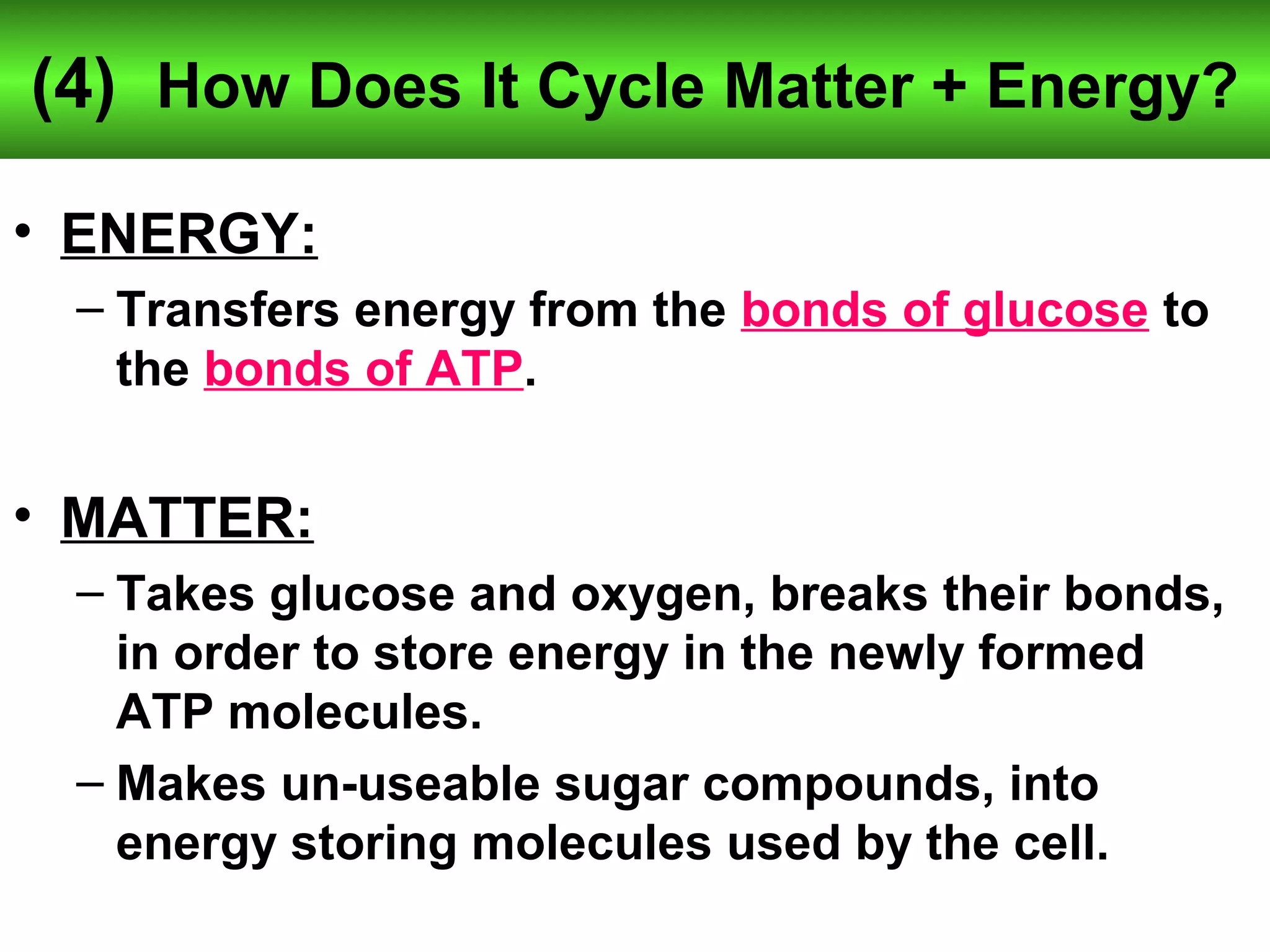 Biology Unit 3 Notes: Cellular Respiration | PPT