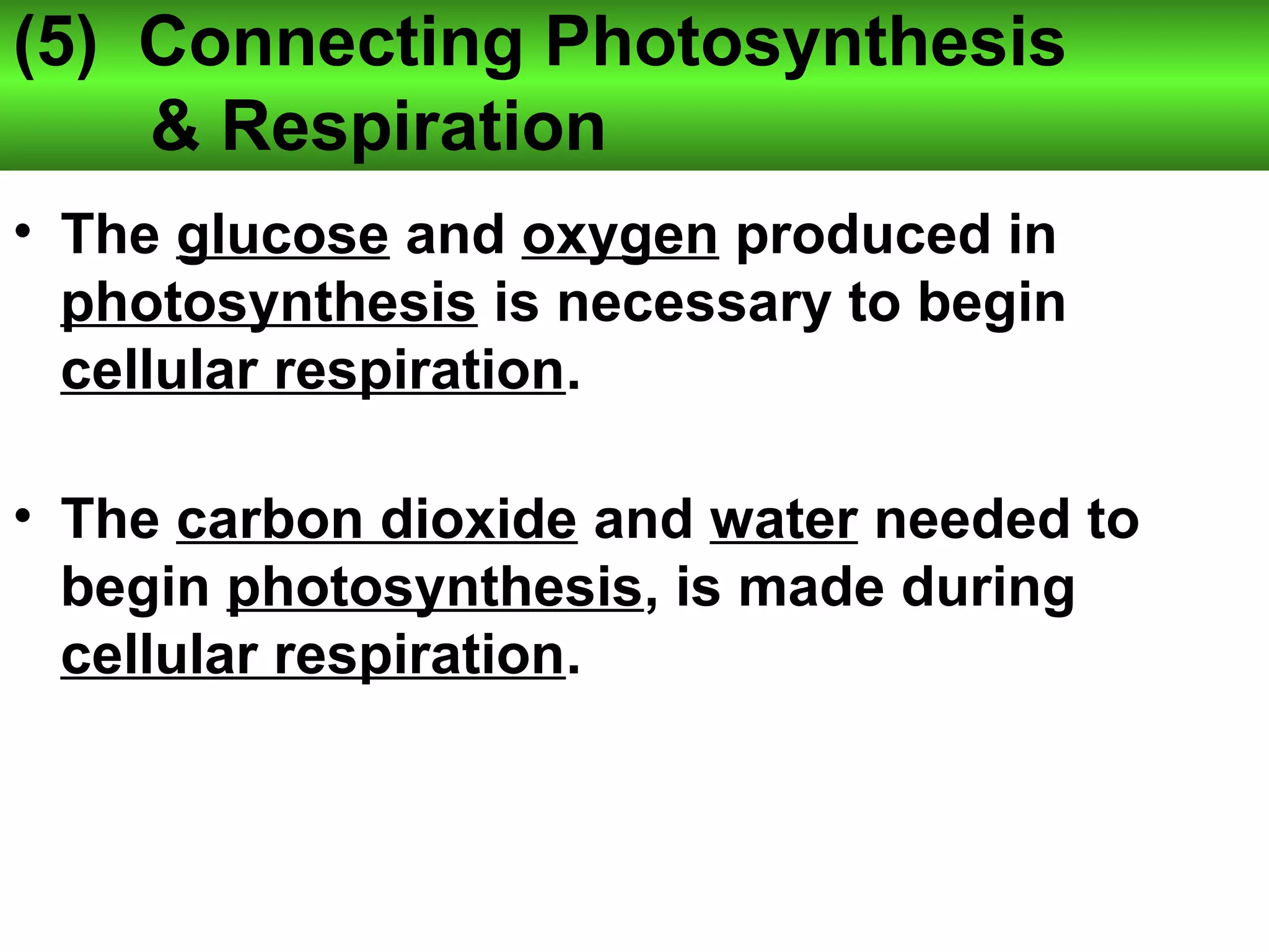 Biology Unit 3 Notes: Cellular Respiration | PPT