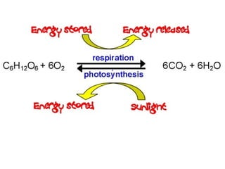 Biology unit 3 cell energy intro to energy notes | PPT