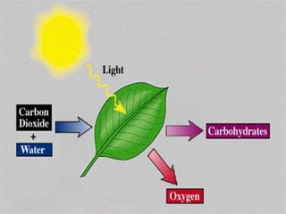Biology Unit 3 Notes: Photosynthesis | PPT