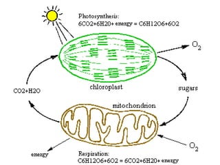 Biology unit 3 cell energy photosynthesis notes | PPT