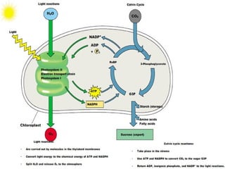 Biology unit 3 cell energy photosynthesis notes | PPT