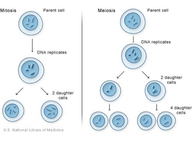 Biology Unit 4: Cell Cycle & Cell Division Basics Notes