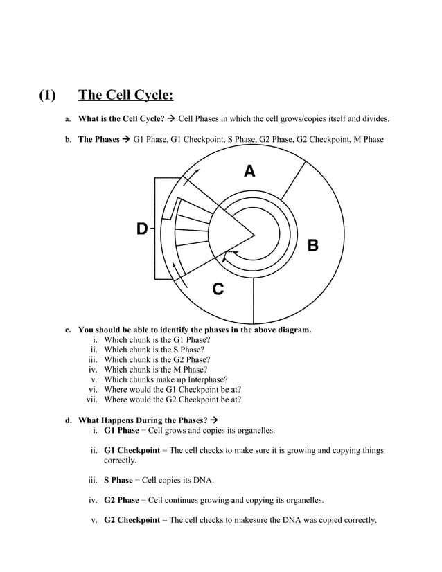 Biology unit 4 cell division exam everything you need to know | DOC ...