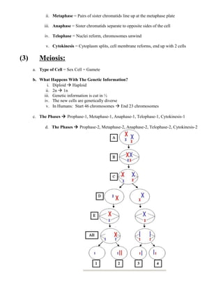 Biology unit 4 cell division exam everything you need to know | DOC ...