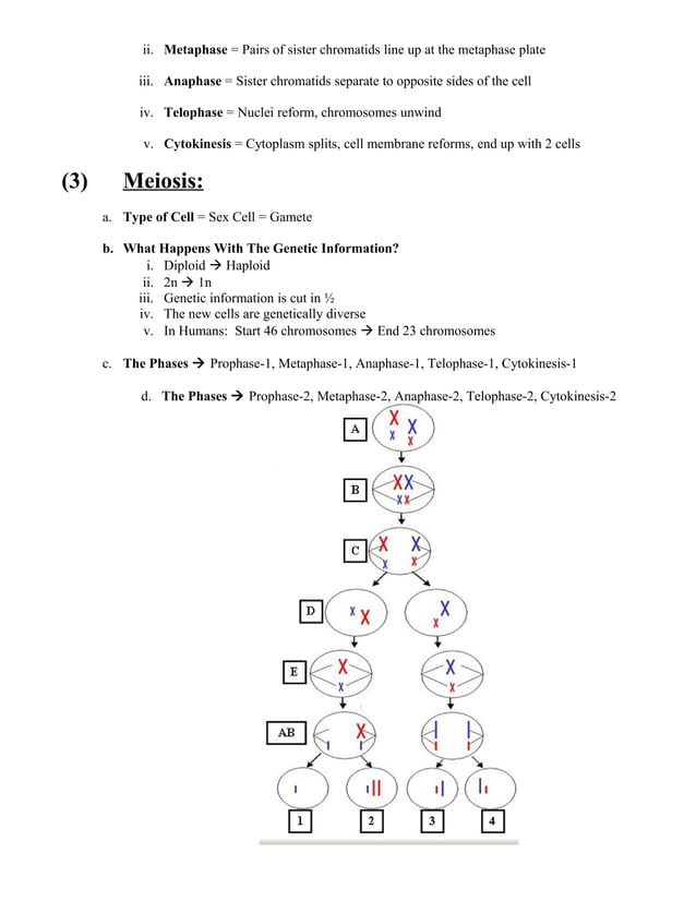 Biology unit 4 cell division exam everything you need to know | DOC ...