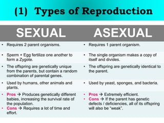 Biology Unit 4 Notes: Reproduction & Karyotyping | PPT