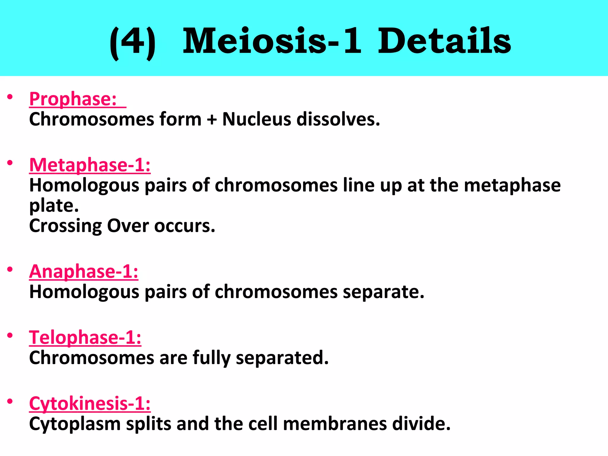 Biology Unit 4 Notes: Meiosis | PPT