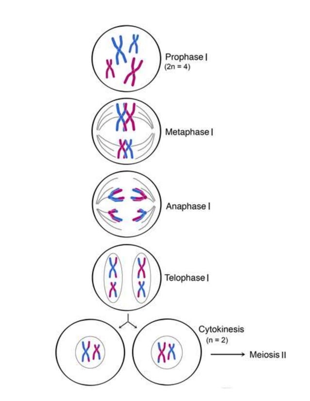Biology unit 4 cell division quiz #2 everything you need to know | DOCX ...