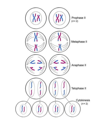 Biology unit 4 cell division quiz #2 everything you need to know | DOCX ...