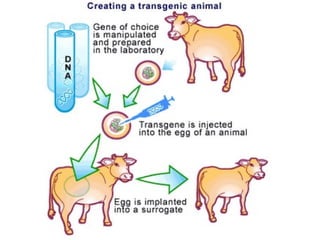 Biology unit 5 genetics genetic engineering notes | PPT