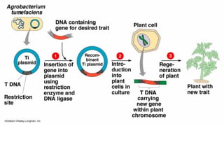 Biology unit 5 genetics genetic engineering notes | PPT