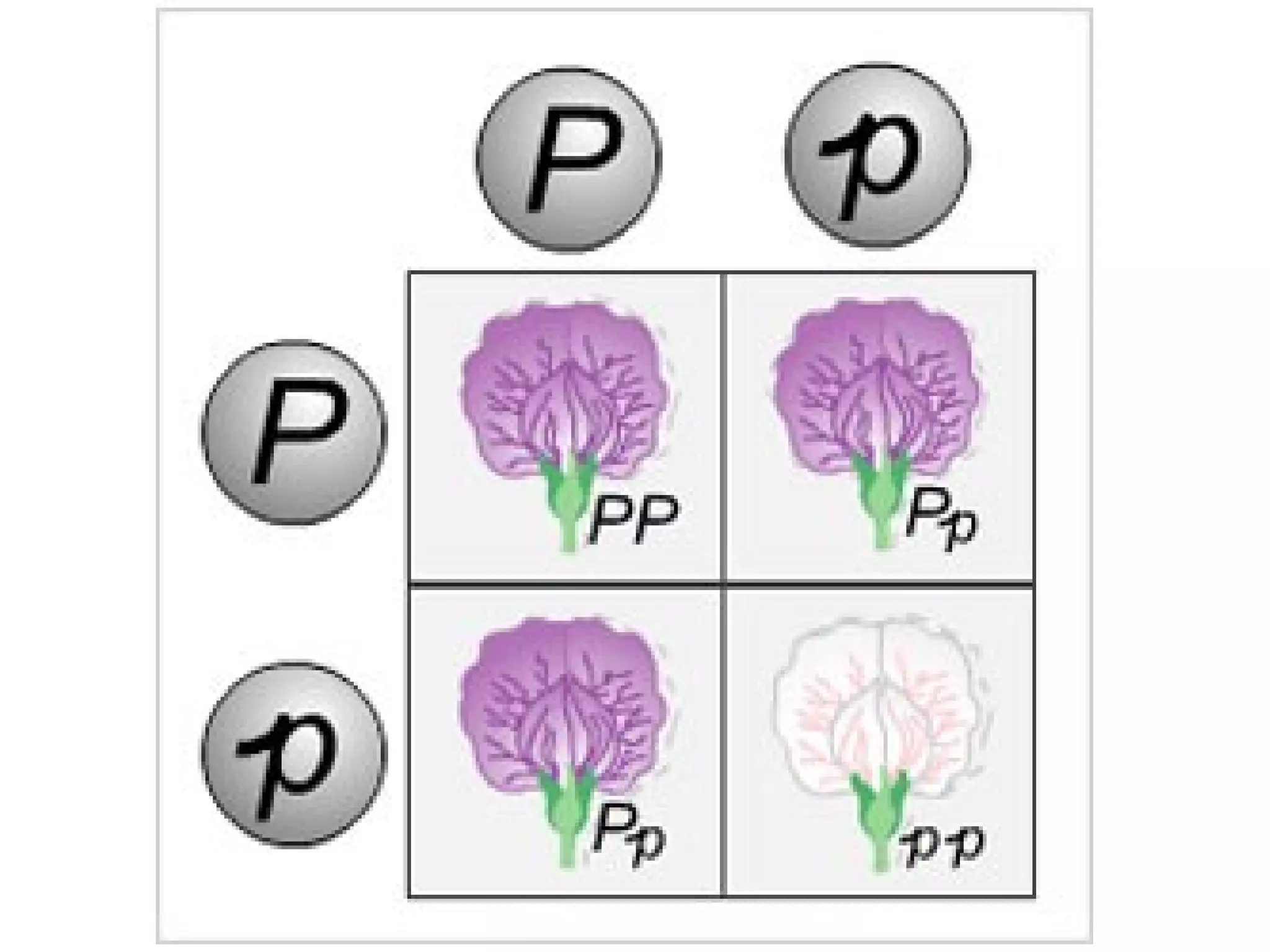 Biology unit 5 genetics mendelian genetics notes | PPT