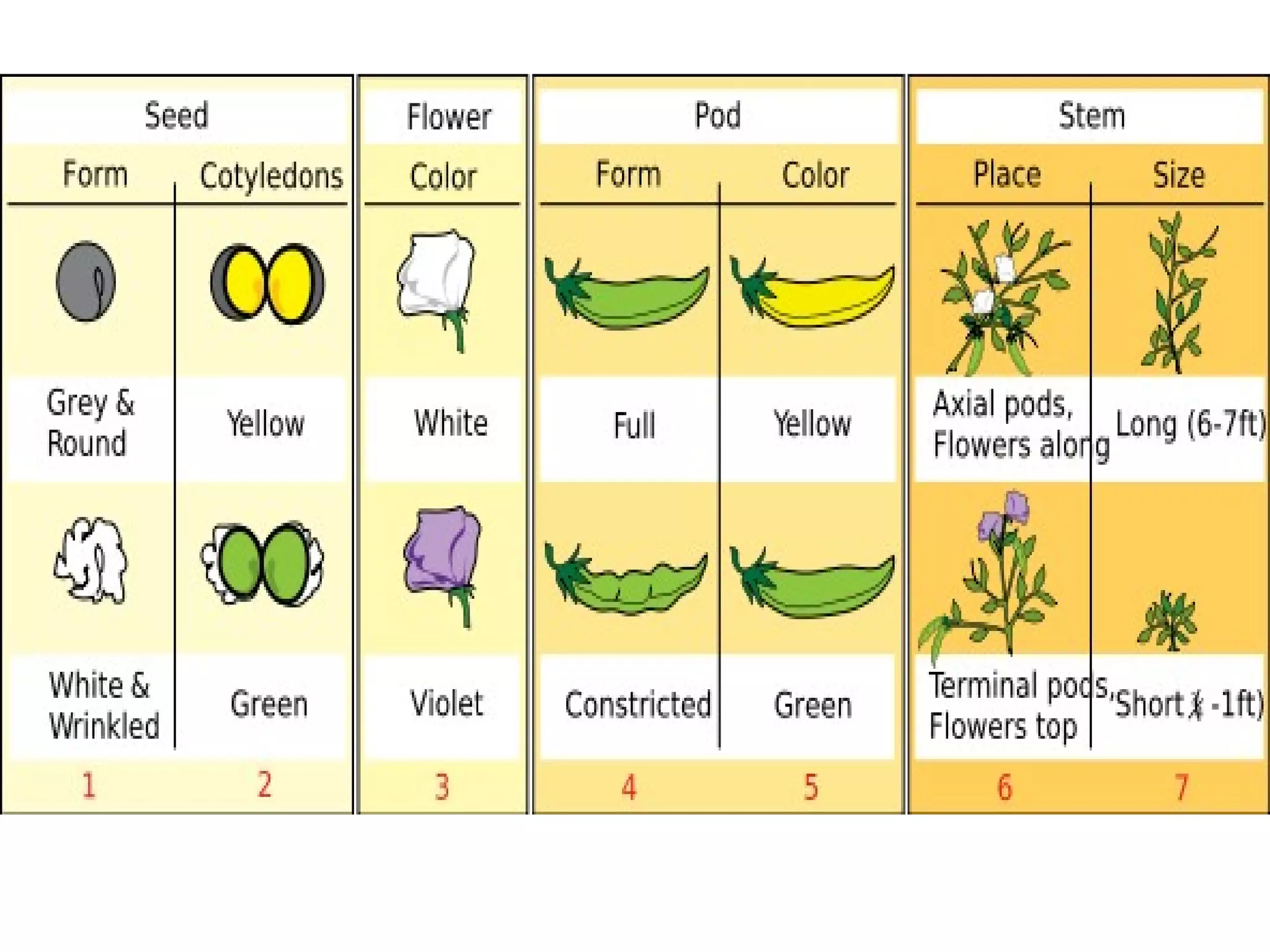 Biology unit 5 genetics mendelian genetics notes | PPT