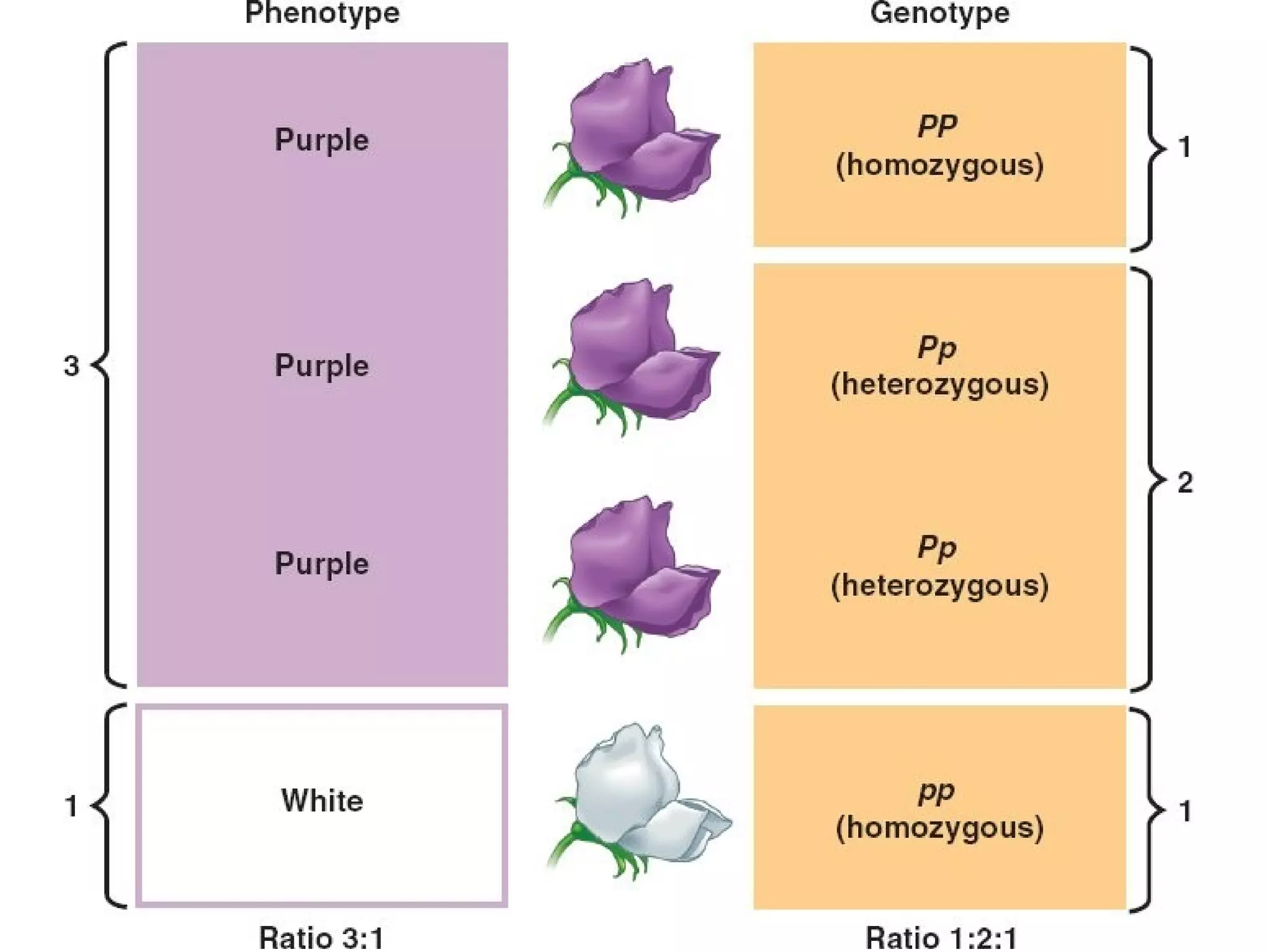 Biology Unit 5 Notes: Mendelian Genetics | PPT | Free Download