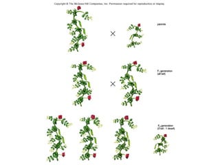 Biology Unit 5 Notes: Mendelian Genetics | PPT