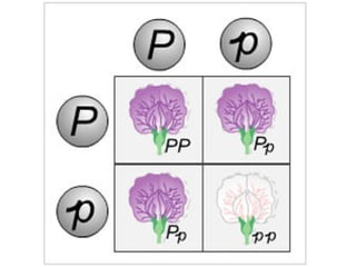 Biology Unit 5 Notes: Mendelian Genetics | PPT
