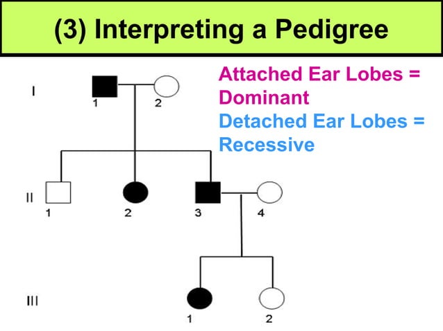 Biology unit 5 genetics pedigree notes | PPT