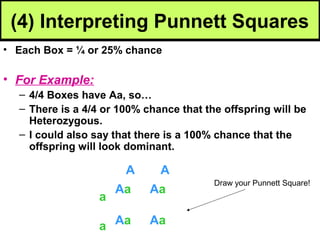 Biology unit 5 genetics punnett square notes | PPT