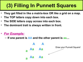 Biology unit 5 genetics punnett square notes | PPT