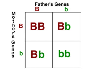 Mendel Genetics Punnett Square