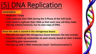Biology Unit 6 Notes: DNA | PPTX